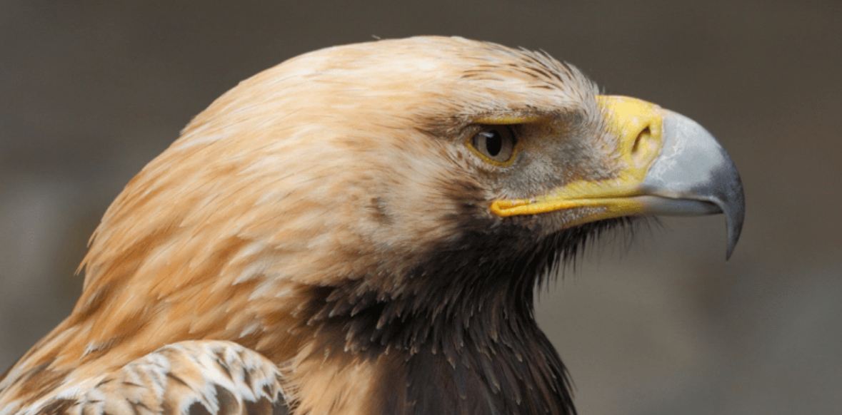 Orao krstaš, stepski soko i beloglavi sup na ivici izumiranja u Srbiji ...